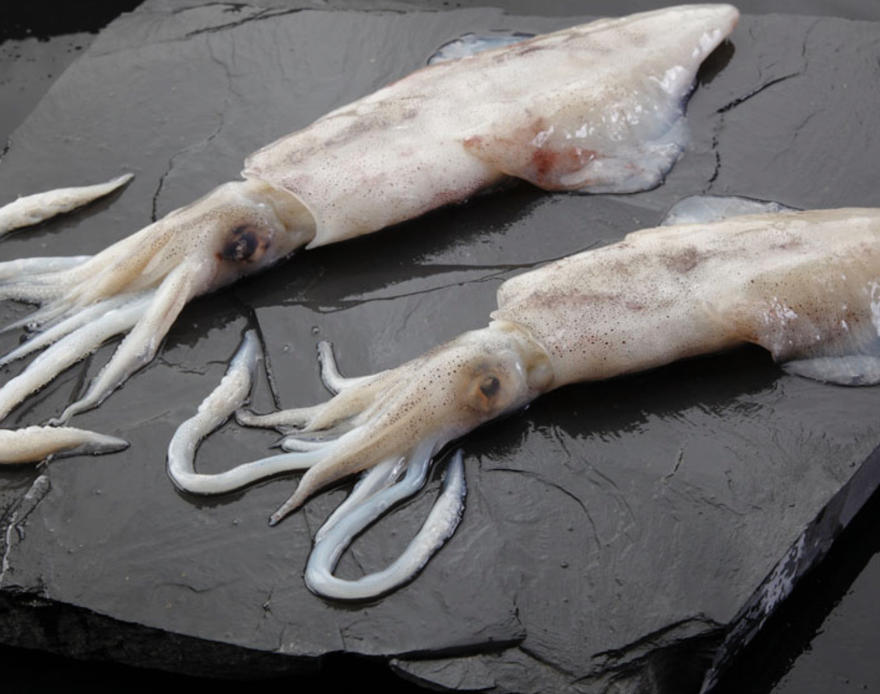 Calamar de la Patagonia - Doryteuthis gahi - Messina - Wikifarmer