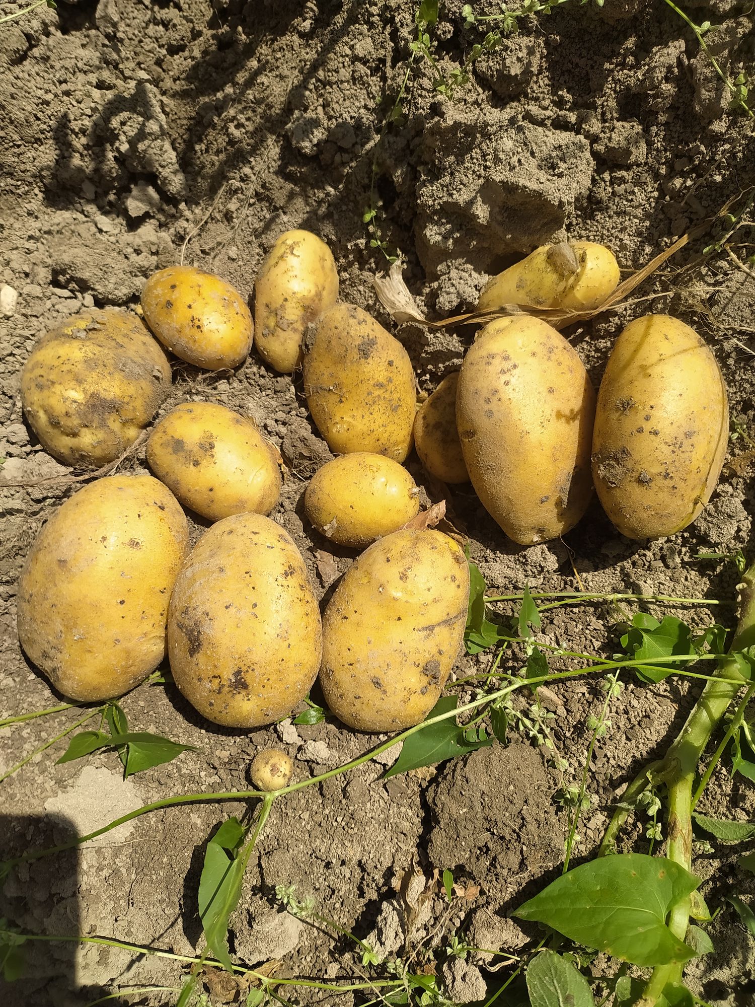 Patatas variedad Agria - 10 kg - Venus de Pescacina - Wikifarmer