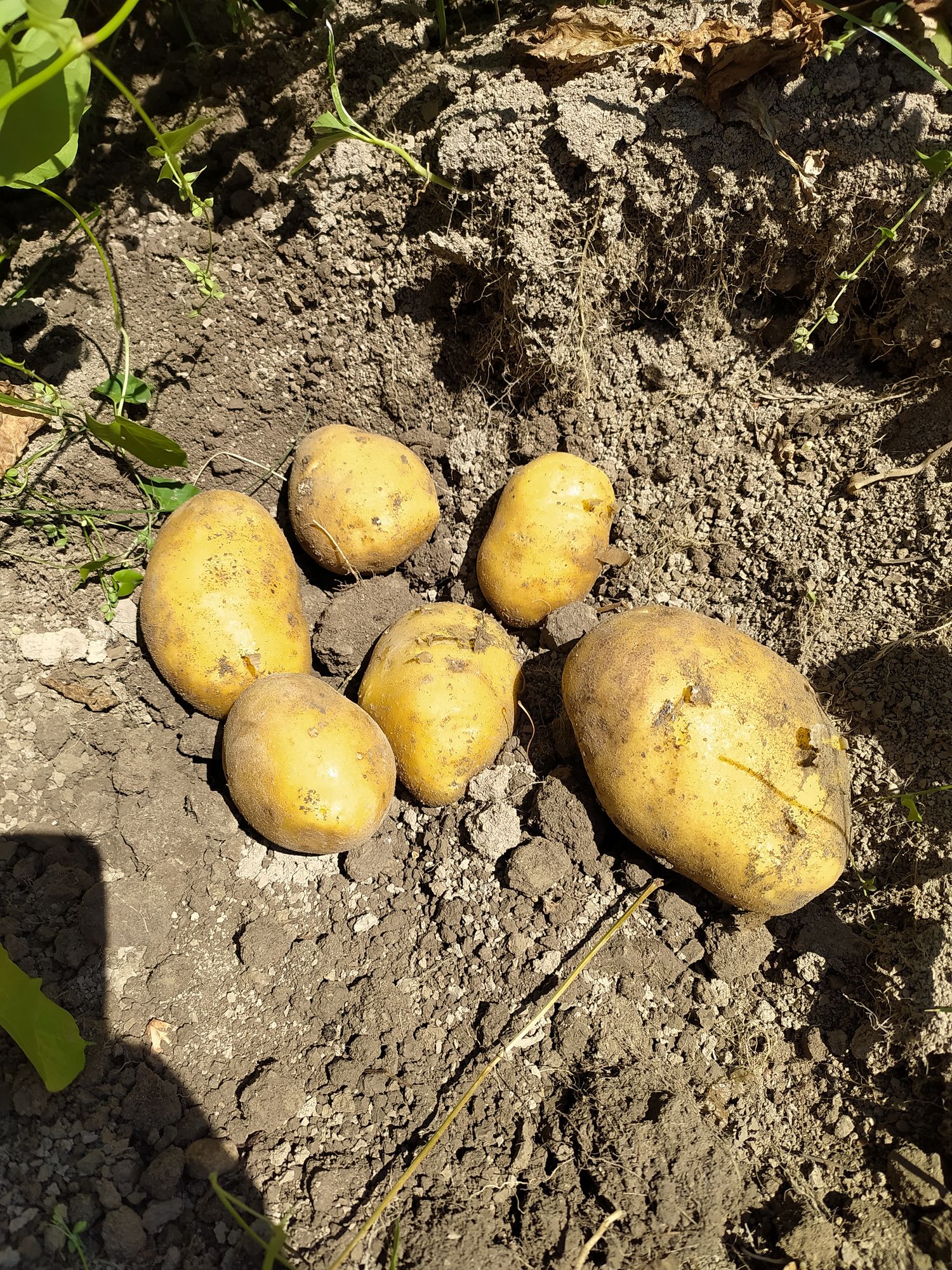 Patatas variedad Agria - 10 kg - Venus de Pescacina - Wikifarmer