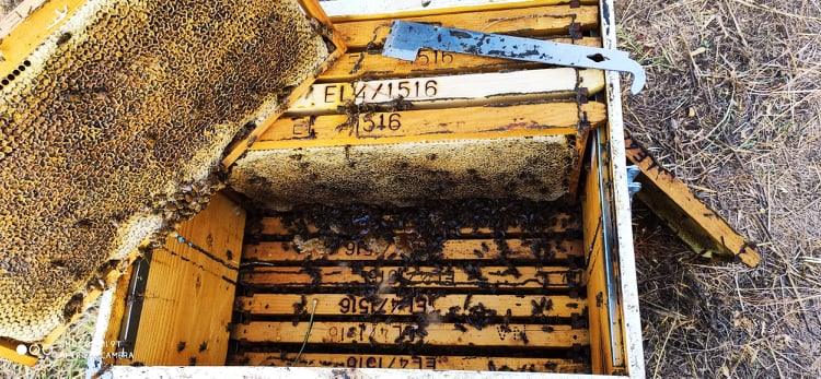 Miel de Sapin Bio - 1 Kilo - Amarynthos - Wikifarmer