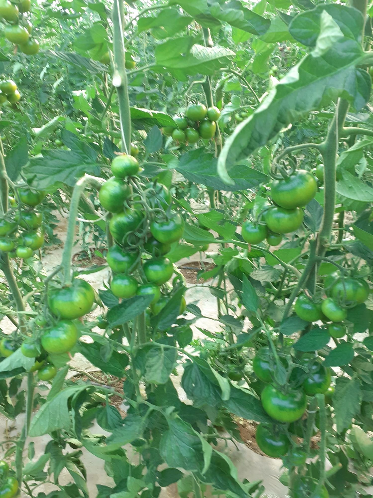 Tomate Camone - 1kg - Licata - Wikifarmer