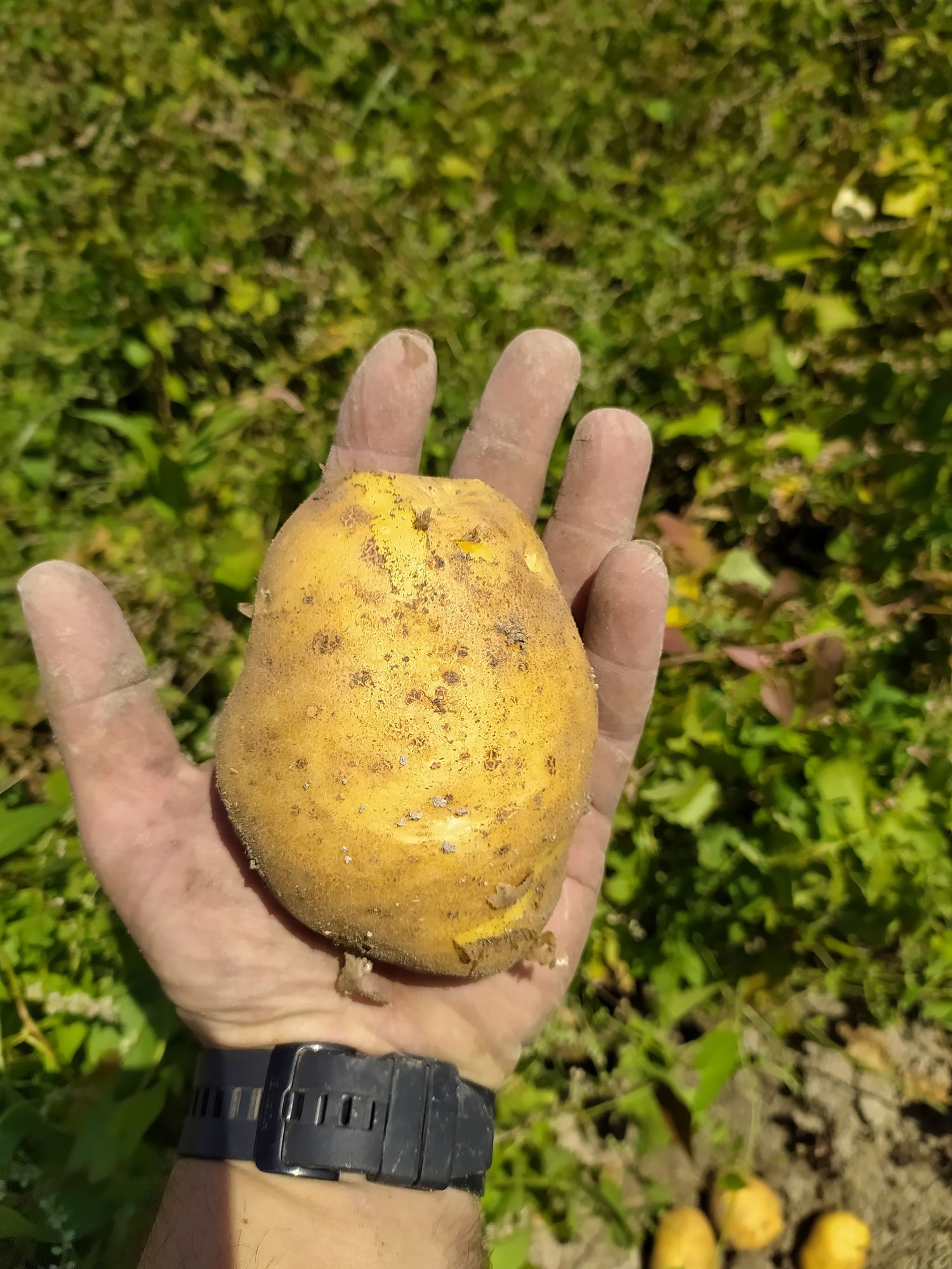 Pommes de terre variété Agria - 10 kg - Vénus de Pescina - Wikifarmer