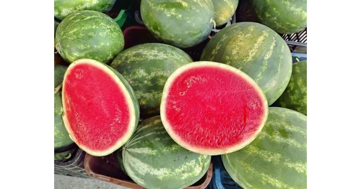 Pastèque sans pépins, mini (4 à 8 kg) - Katerini - Wikifarmer