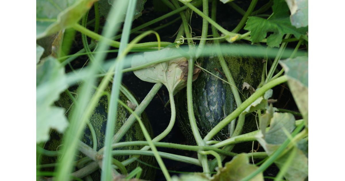 Melon peau de crapaud taille variable - Monforte du Cid - Wikifarmer Melon peau de crapaud taille variable - Monforte du Cid - Wikifarmer