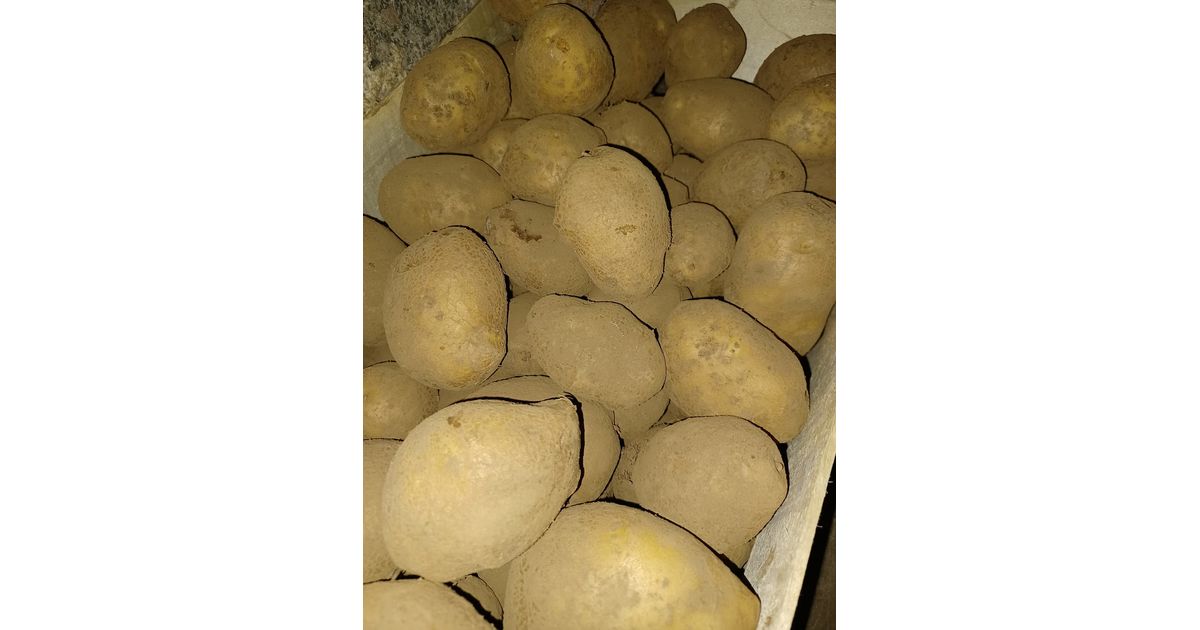 Pomme de terre jaune - Variété Agria 1kg - Lamezia Terme - Wikifarmer