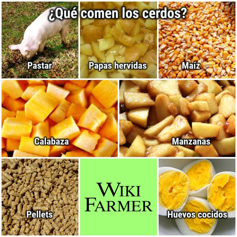 Cómo alimentar a los cerdos - Wikifarmer