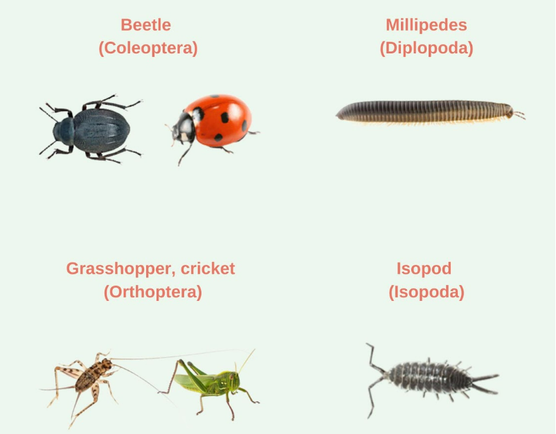 Soil biology test - Pitfall traps - Wikifarmer