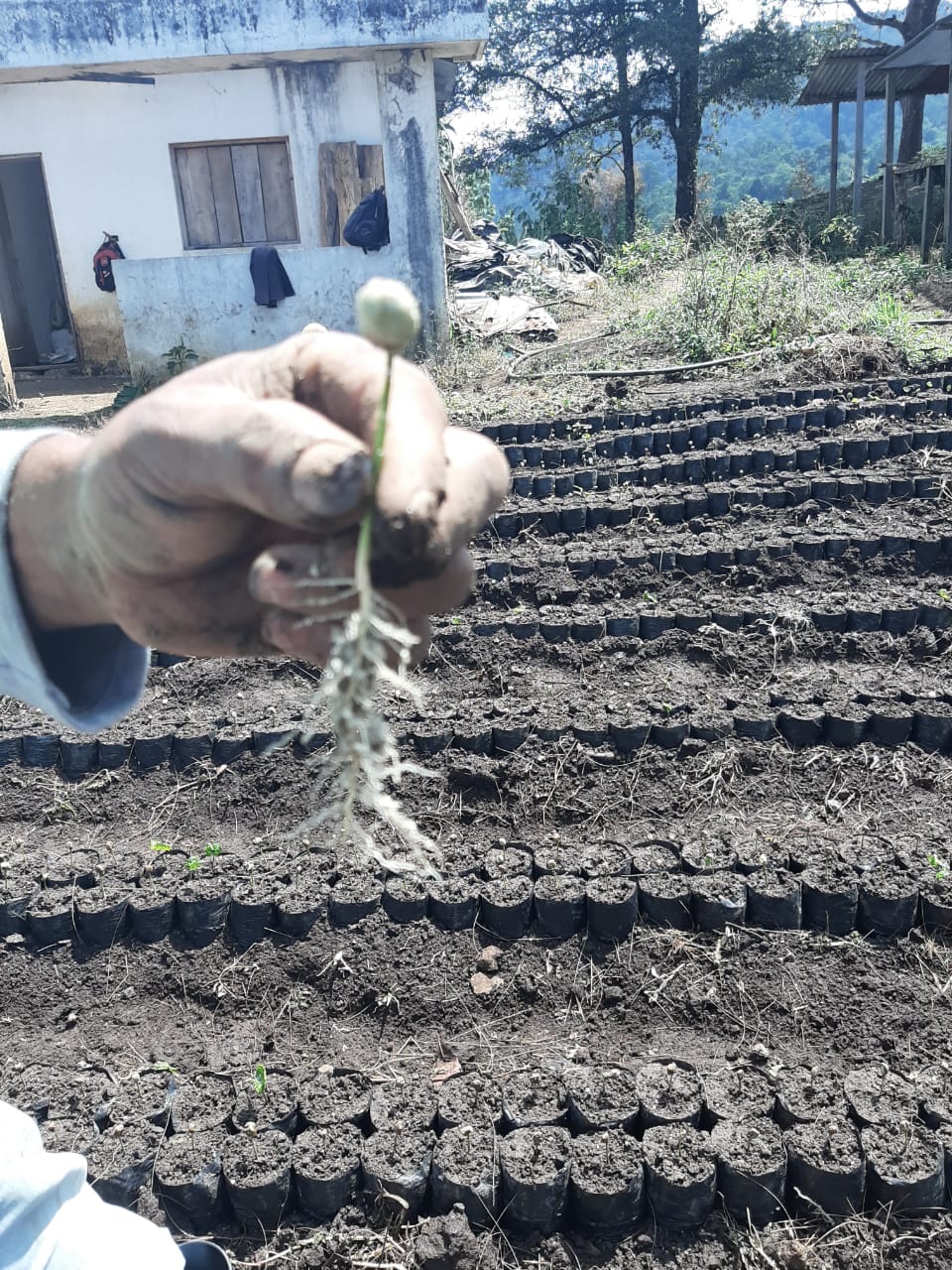 Germination of Coffee Seeds and Creation of Seedbeds for Planting ...