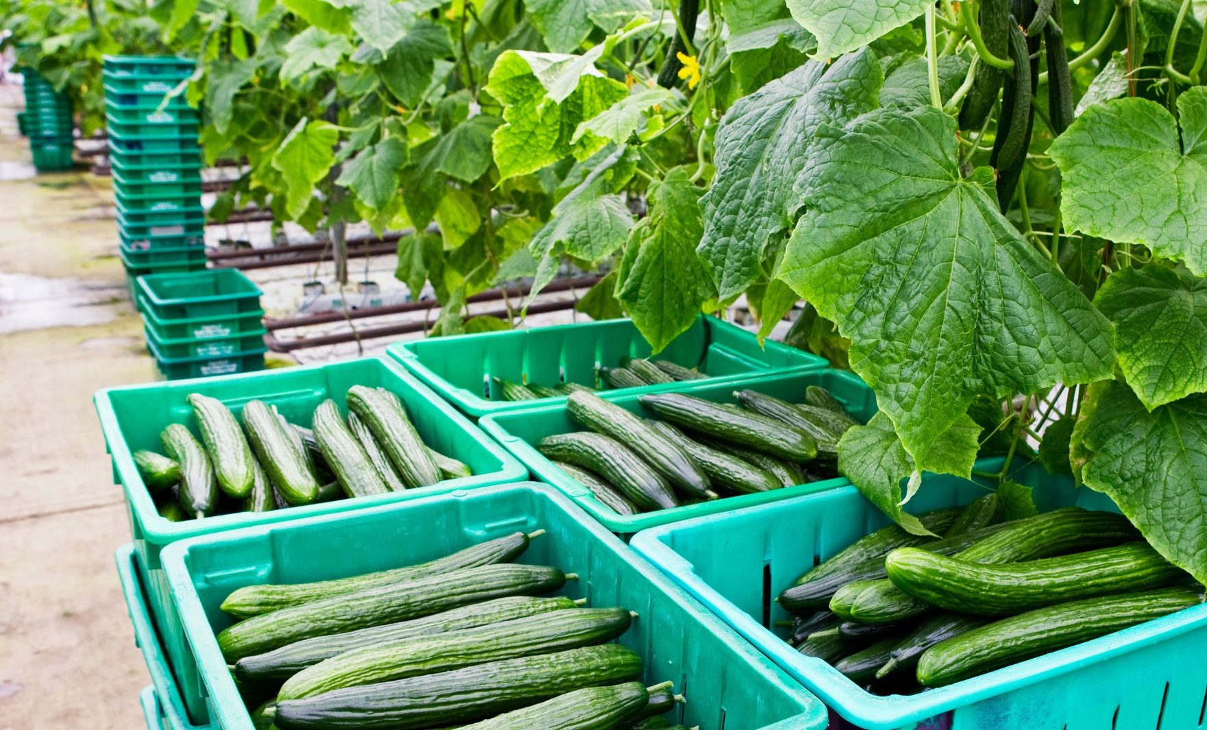 Cucumber Yield, Harvest, and Storage - Wikifarmer