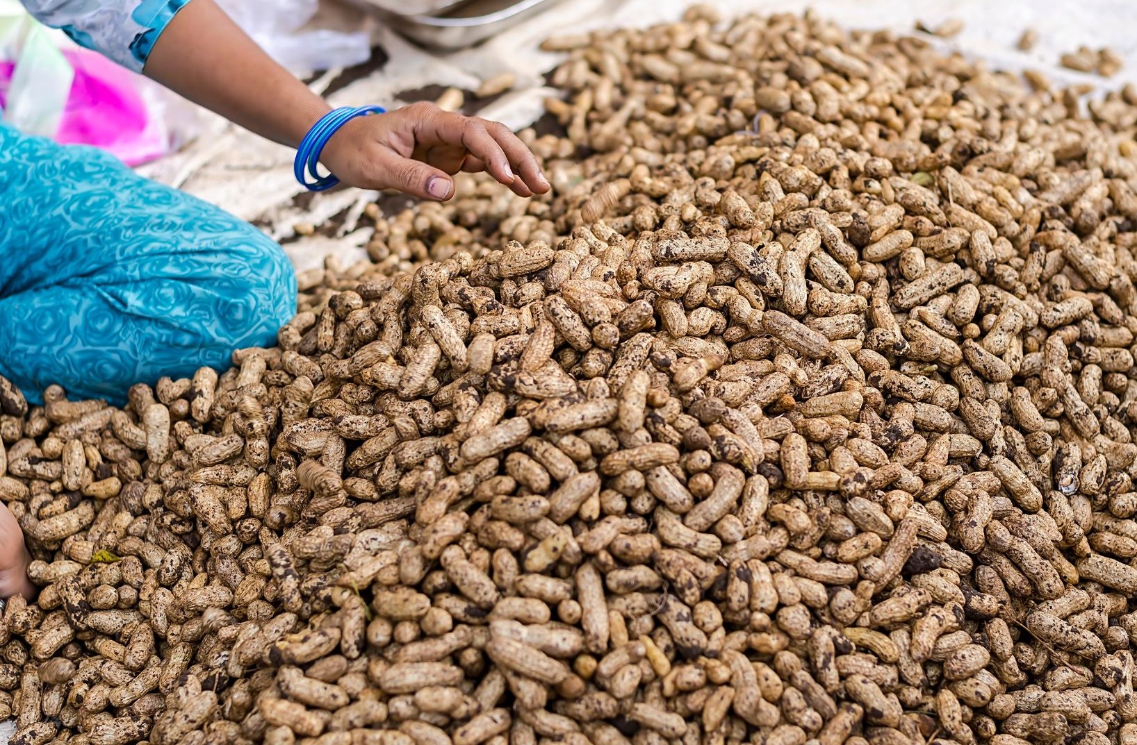 Harvesting, Drying, Curing, and Storage of Groundnut - Wikifarmer
