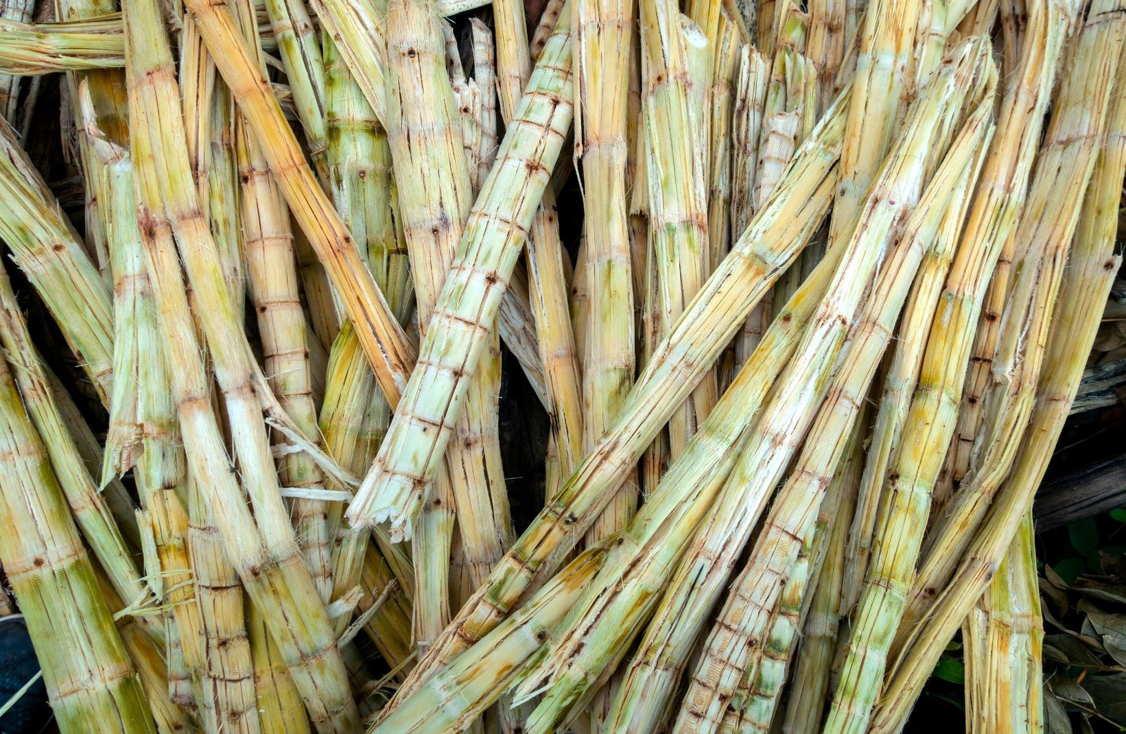 Sustainable Use of Bagasse: Harnessing the Potential of Sugarcane Waste ...