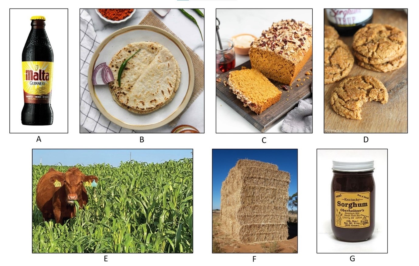 Sorghum plant: Characteristics, Importance, Distribution and Uses ...