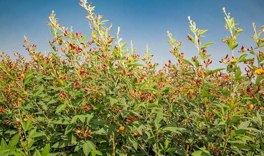 Pigeon pea - Wikifarmer