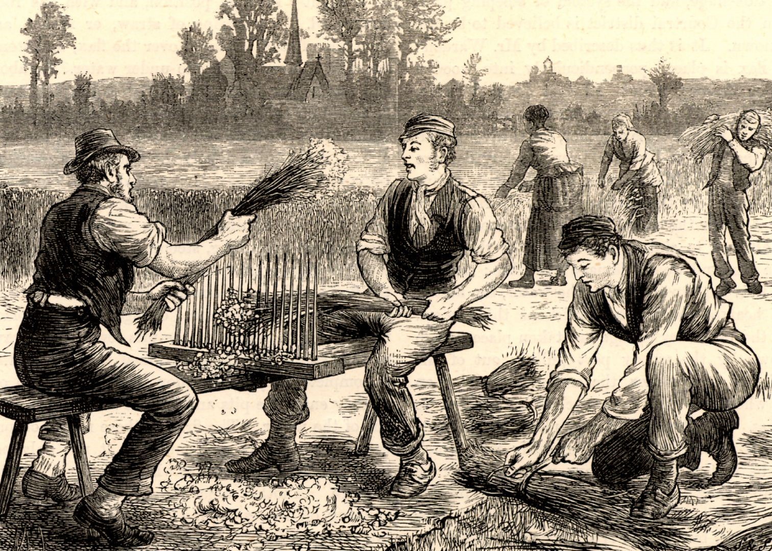 A Complete Guide on Flaxseed Cultivation - Wikifarmer