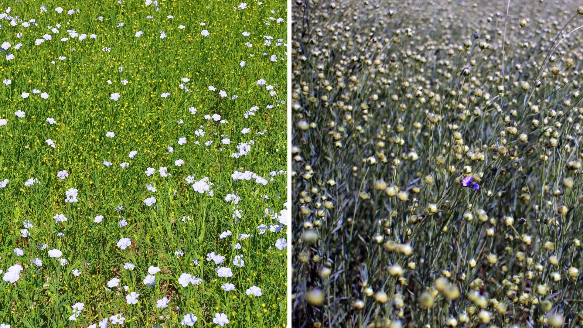 A Complete Guide on Flaxseed Cultivation - Wikifarmer