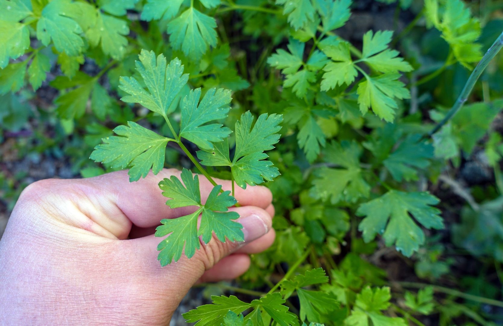 Wikifarmer Homepage English - Wikifarmer