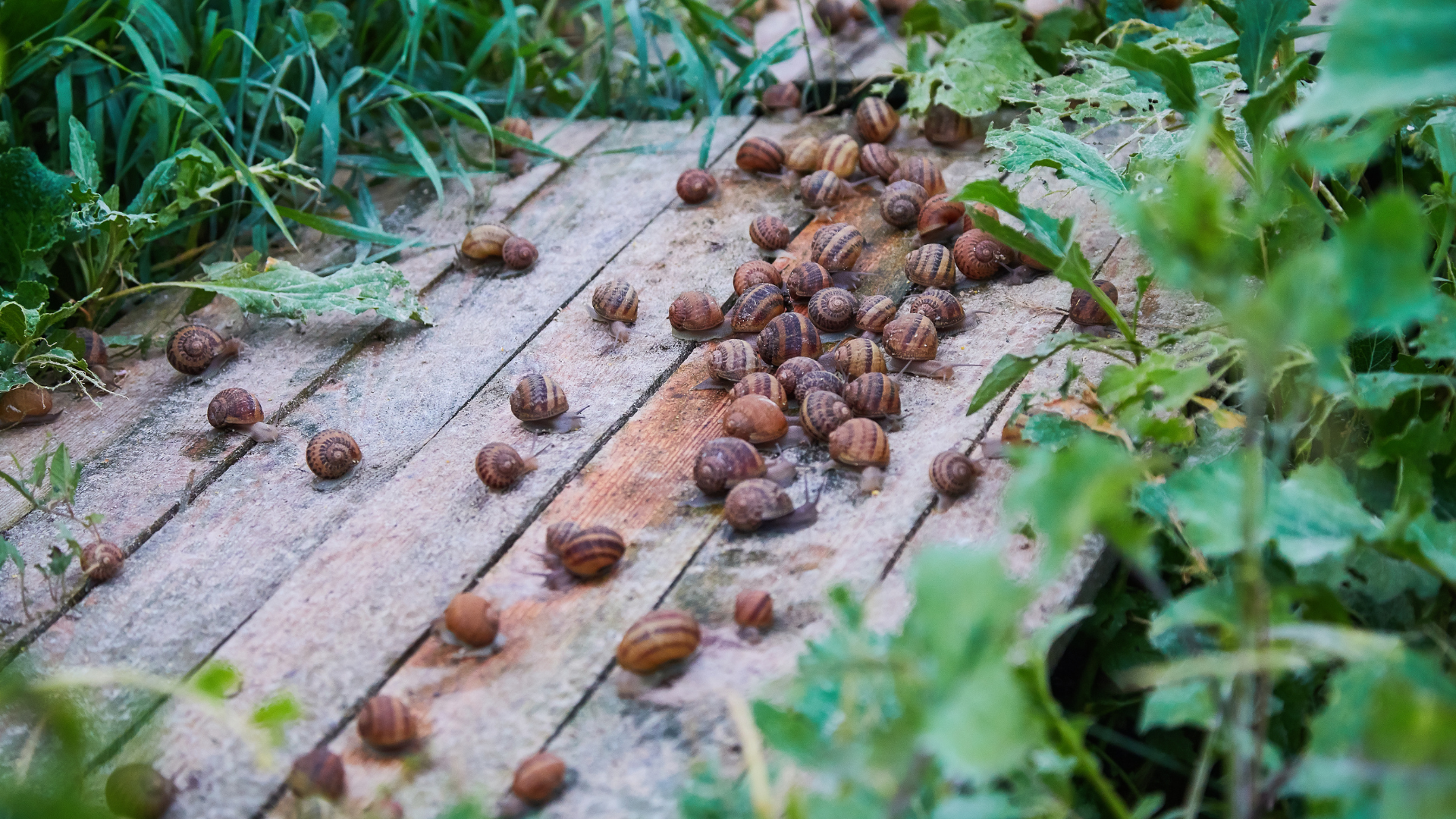 snail farming Artigos - Wikifarmer